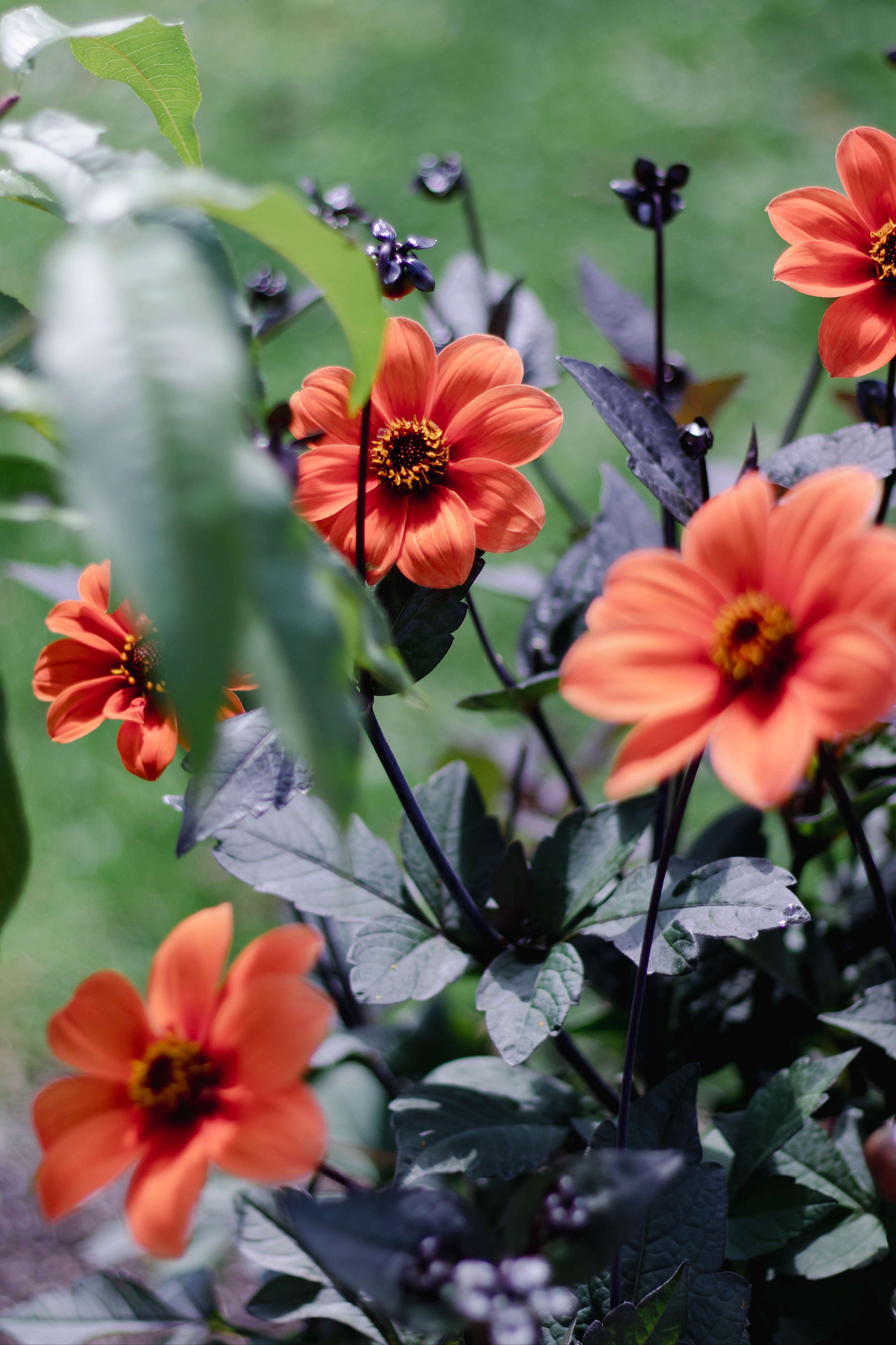 Growing dahlias store